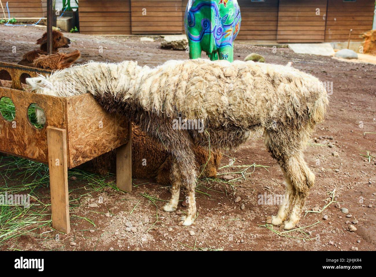 View of Llamas or Alpacas with fluffy brown fur eating grass or hay ...