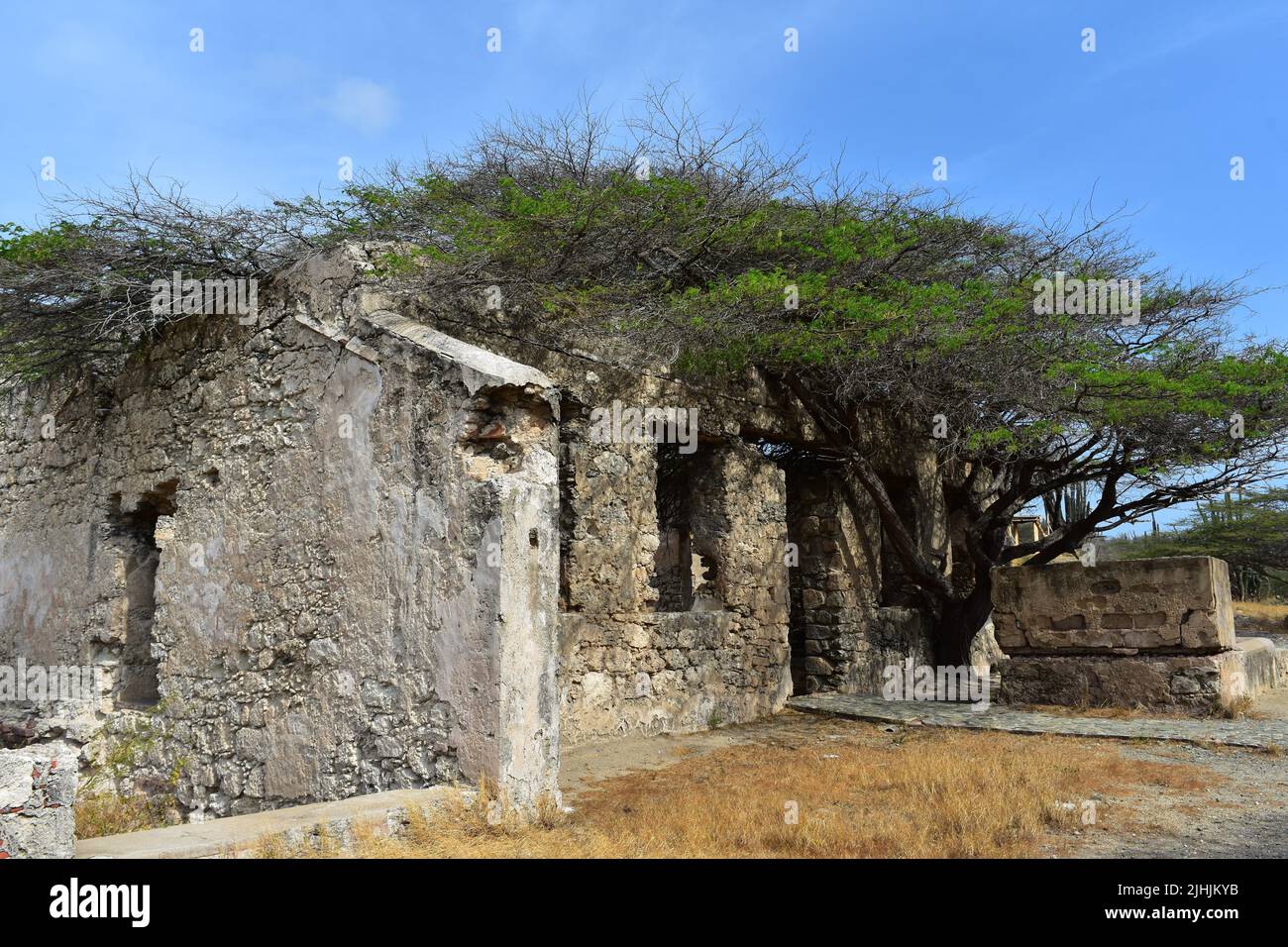 Tree growing through the ruins of Balashi Gold Mill in Aruba Stock ...