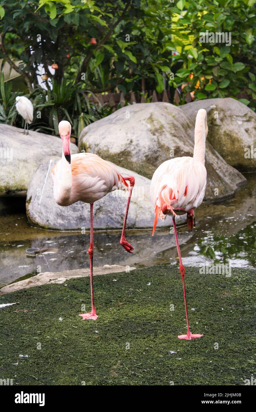 Close up of 2 flamingos standing with one leg at the pond of a zoo in ...