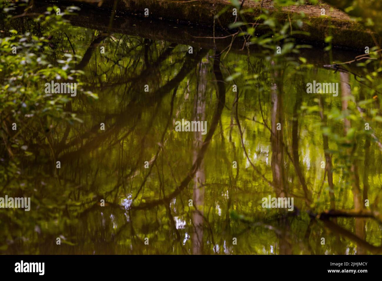 Reflective Trees, Forest of Dean Stock Photo - Alamy