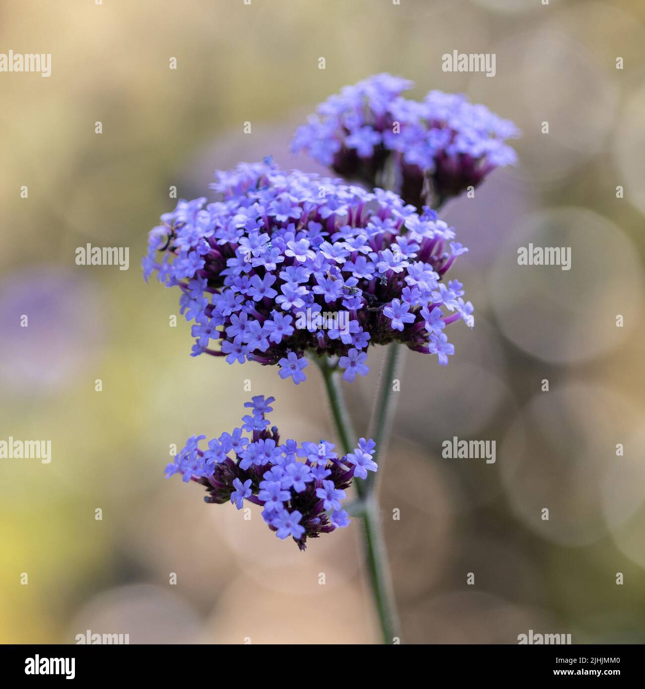 Forget-me-nots with green bokeh background Stock Photo - Alamy