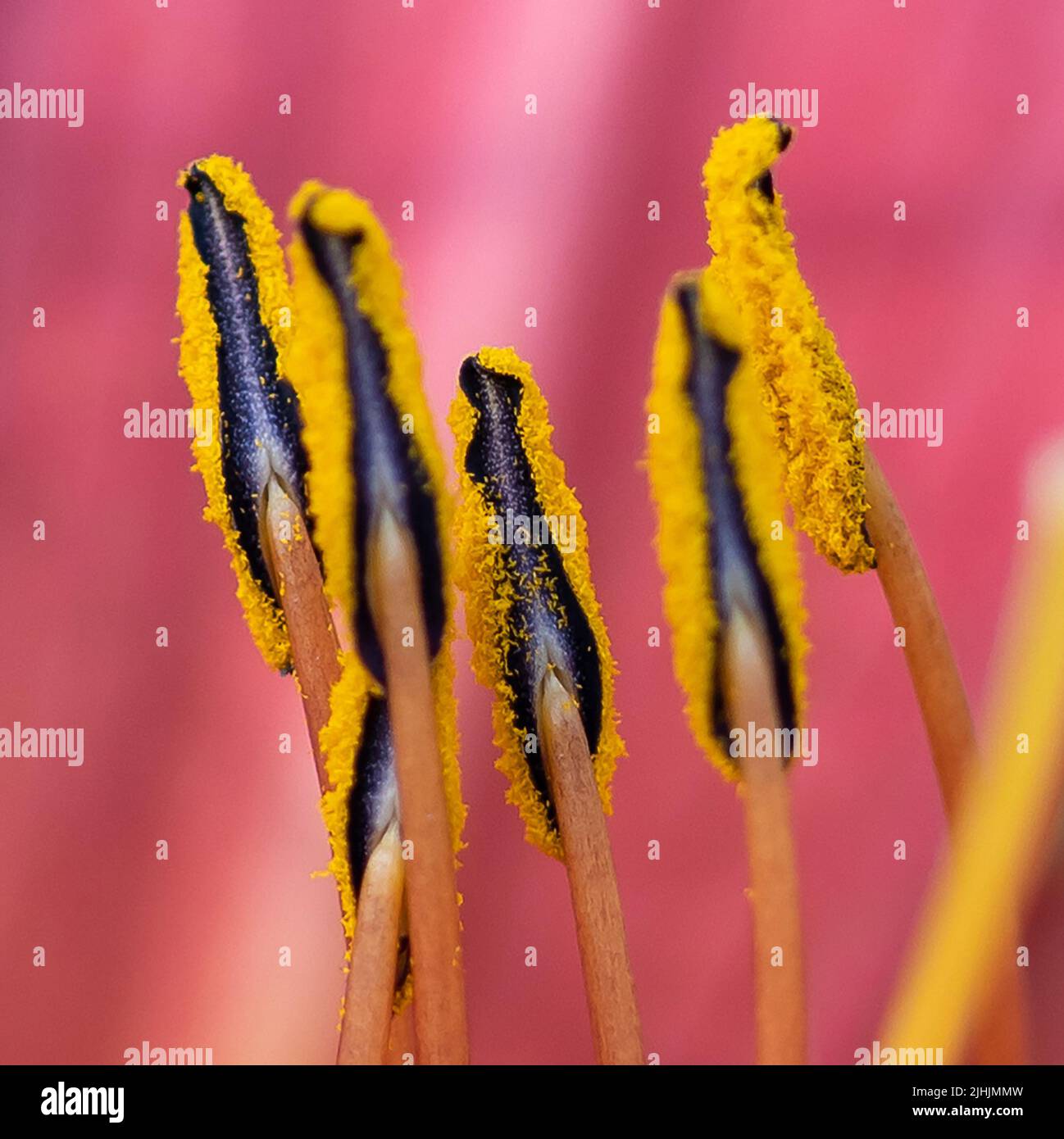 Black and yellow stamen macro shot Stock Photo - Alamy