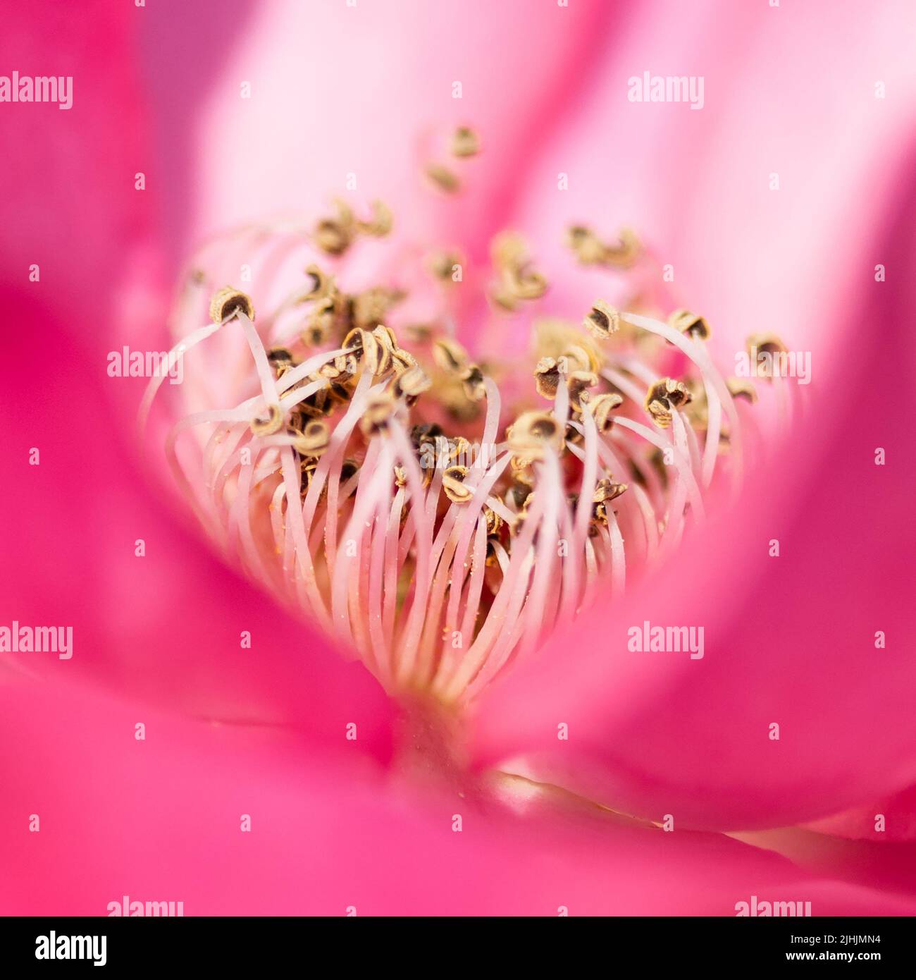 Pestle and stamen hi-res stock photography and images - Alamy