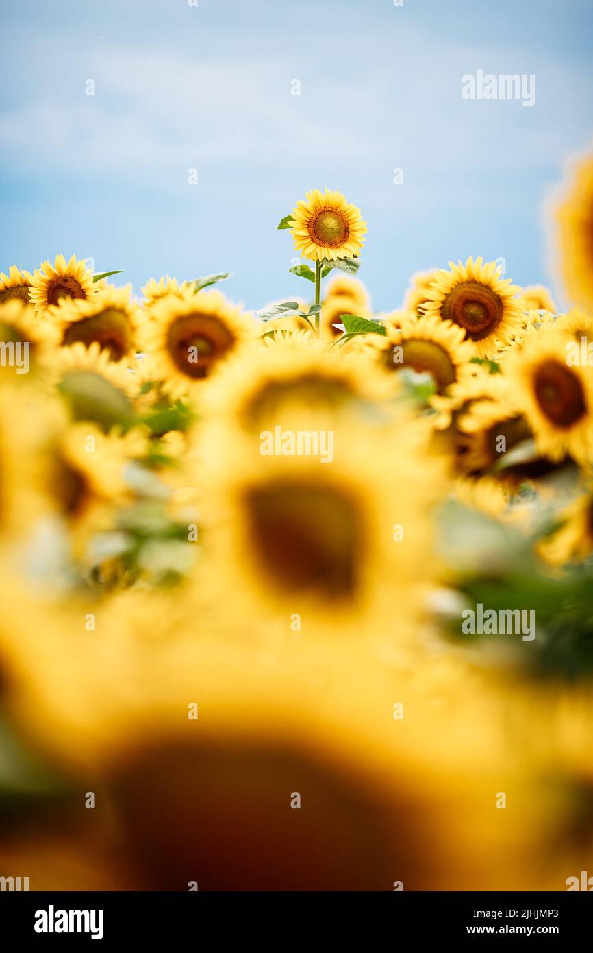 Standing out from the crowd concept. Wonderful panoramic view of field ...