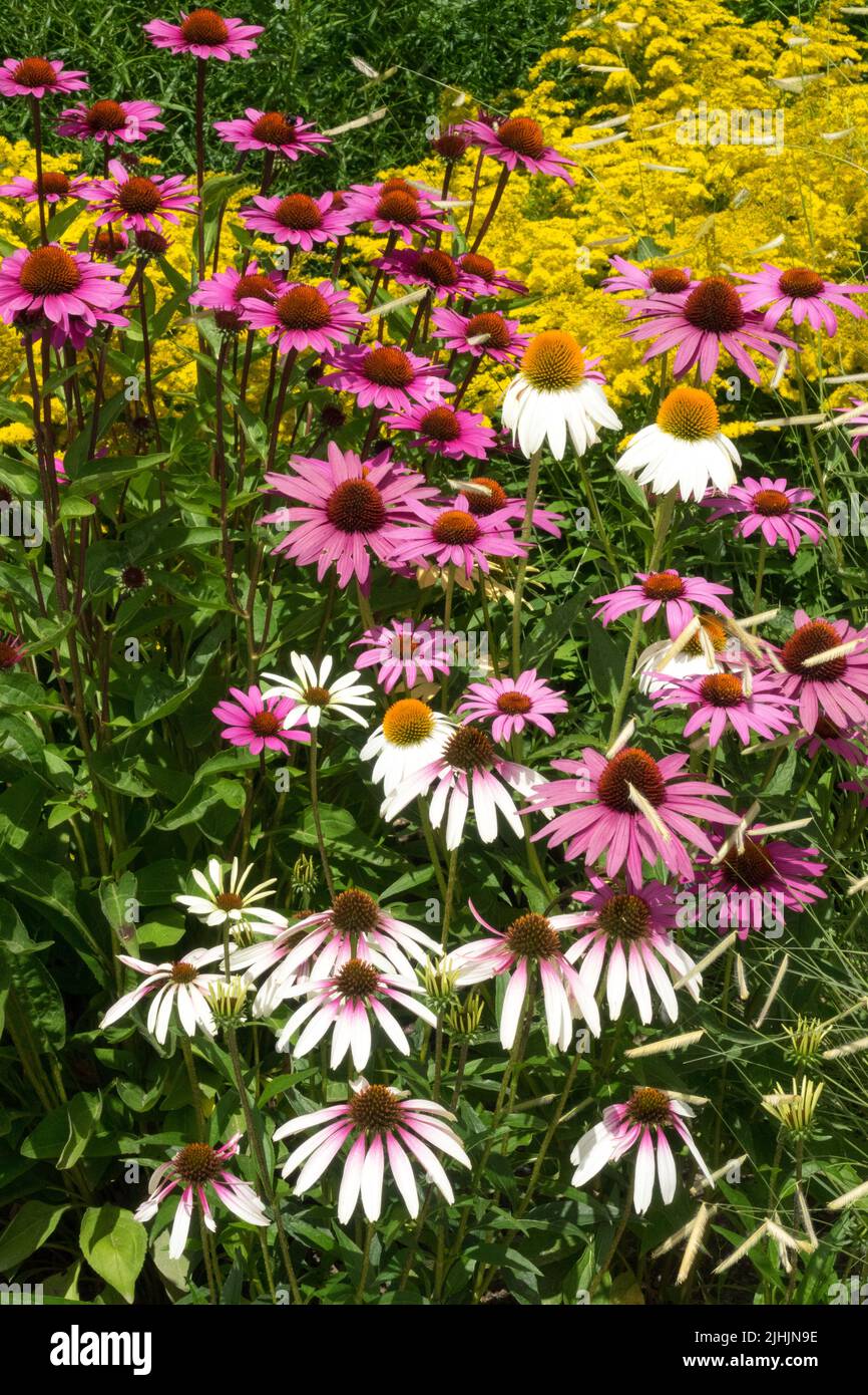 Beautiful coneflowers echinacea purpurea pretty parasols hi-res stock ...