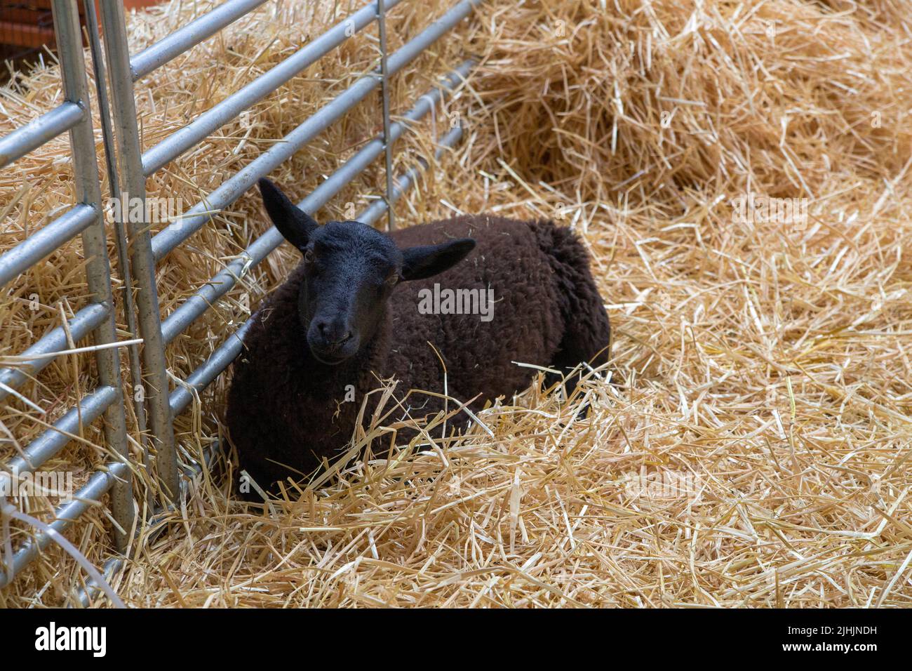 A black sheep laying on a straw Stock Photo - Alamy
