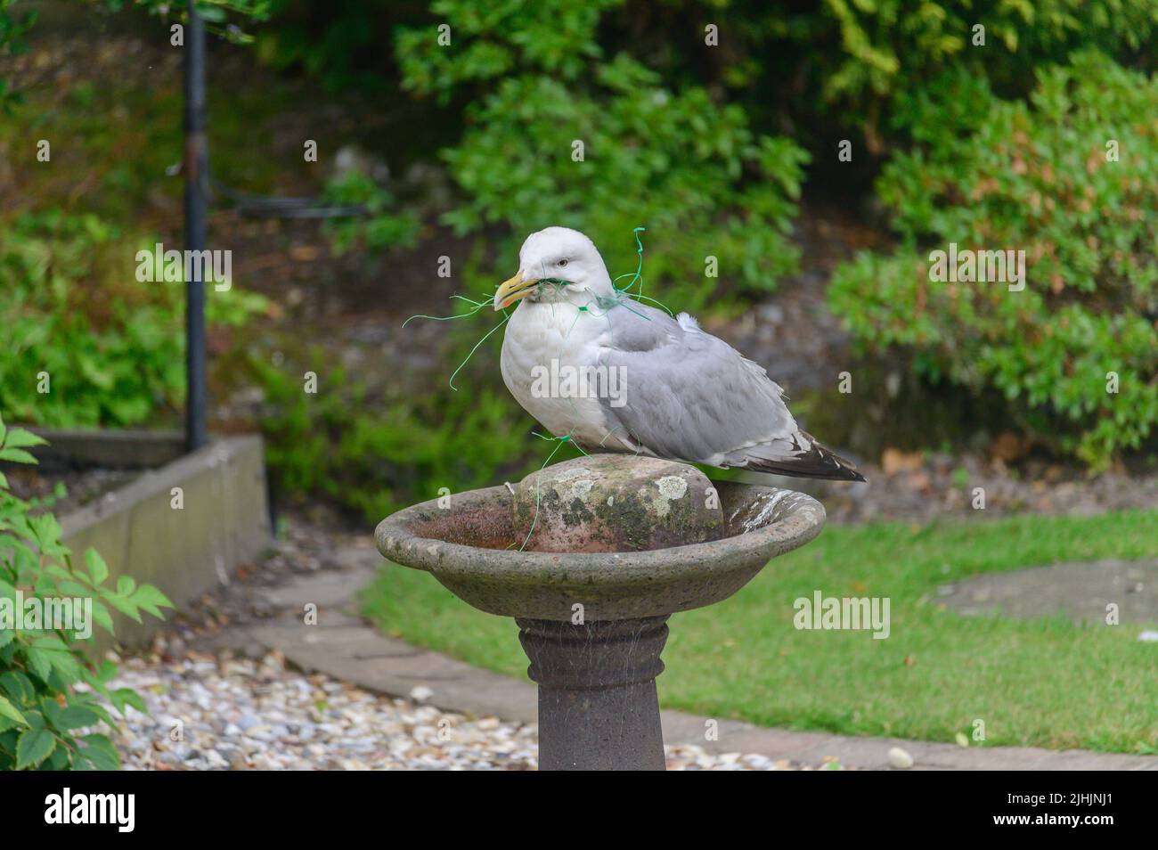 Garden netting hi-res stock photography and images - Alamy