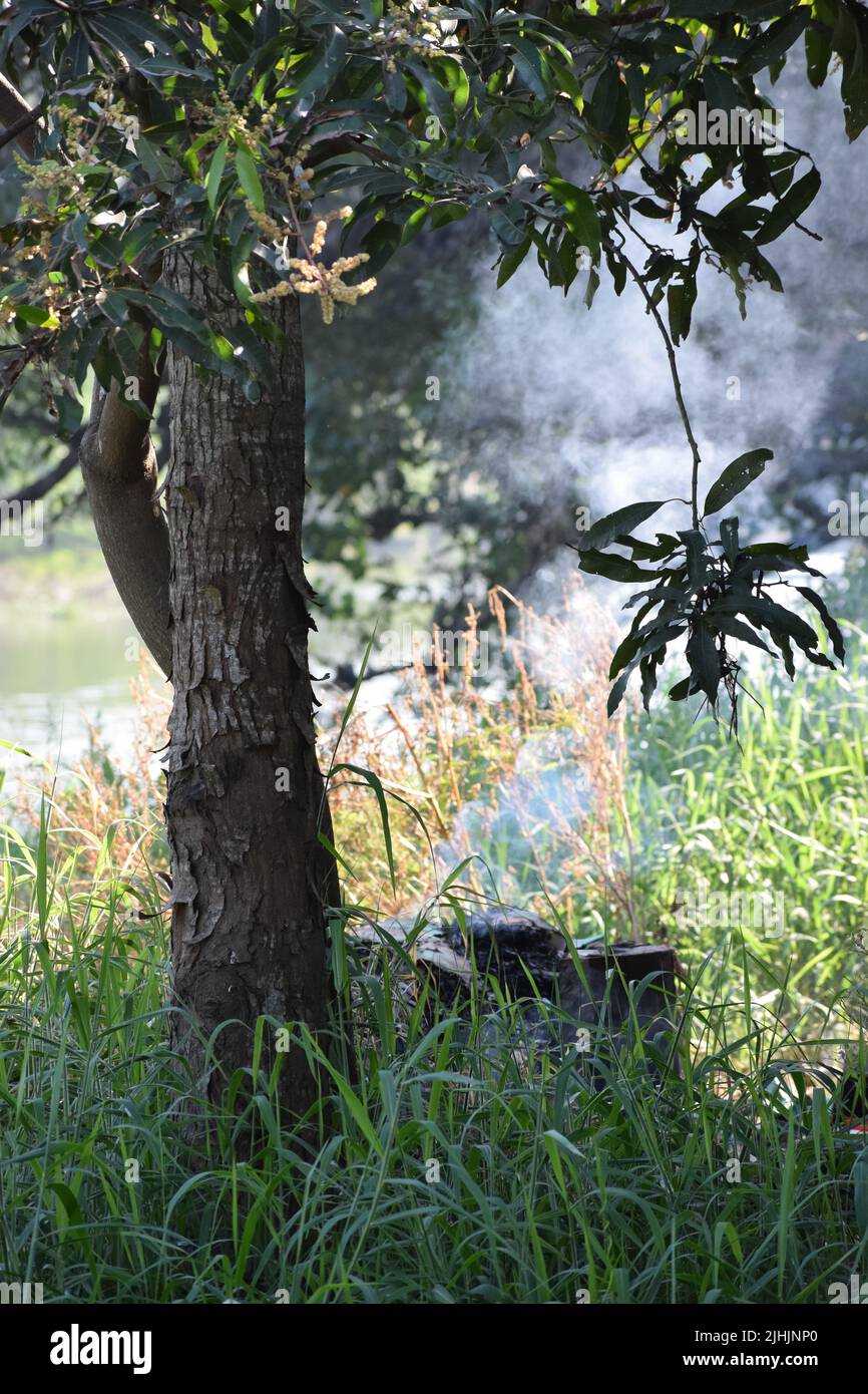 fire under the tree and smoke is coming Stock Photo - Alamy