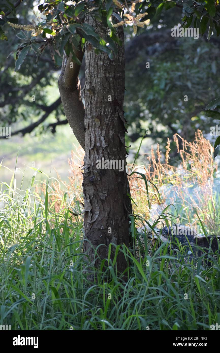 fire under the tree and smoke is coming Stock Photo - Alamy