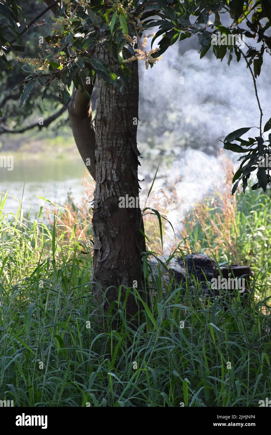 fire under the tree and smoke is coming Stock Photo - Alamy