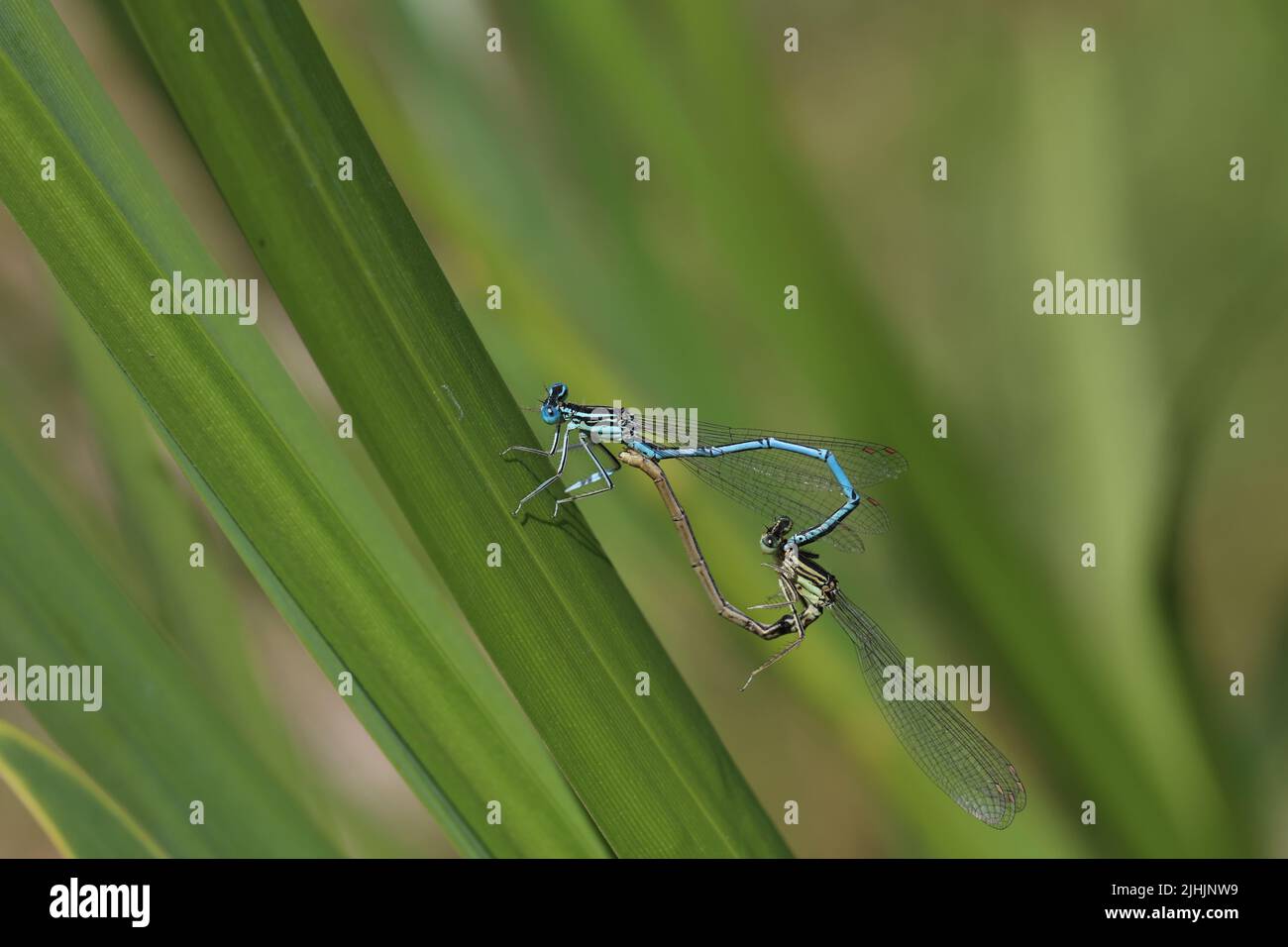 common bluet common or blue damselfly Enallagma cyathigerum mating ...
