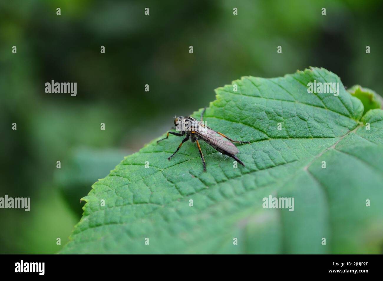 Robber fly (Neoitamus cyanurus) waiting for prey on a nut leaf, Summer ...