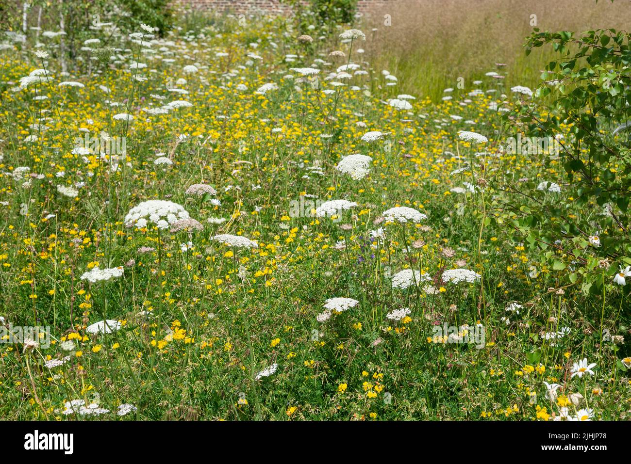 Summer wildflowers at RHS Bridgewater, Worsley, Great Manchester ...
