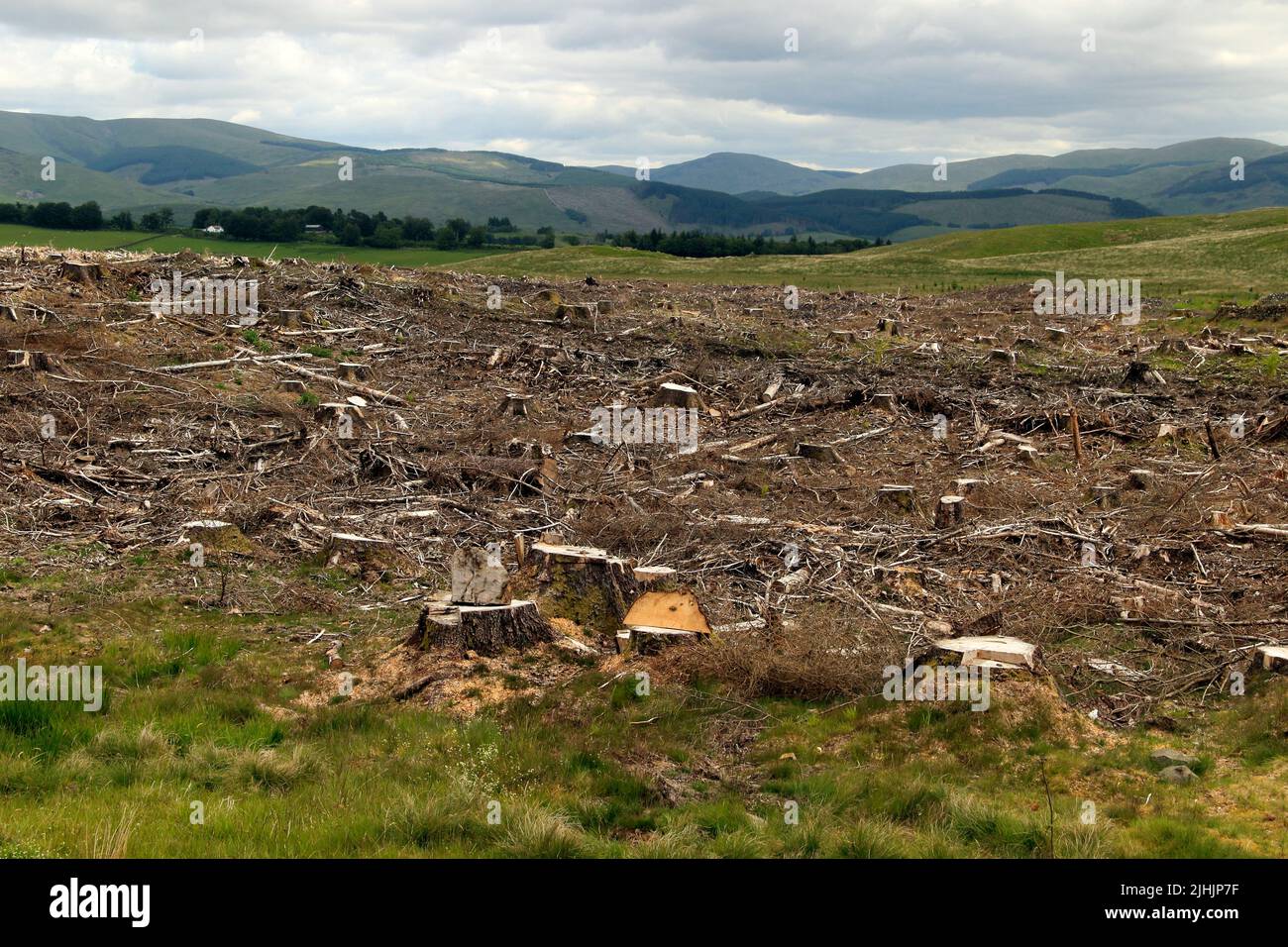 Plantation, Felled trees along the Southern Upland Way, near Beattock ...