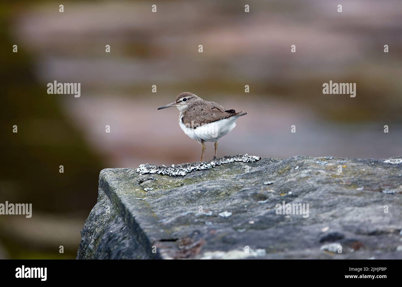 Common sandpiper on a drystone wall Stock Photo - Alamy