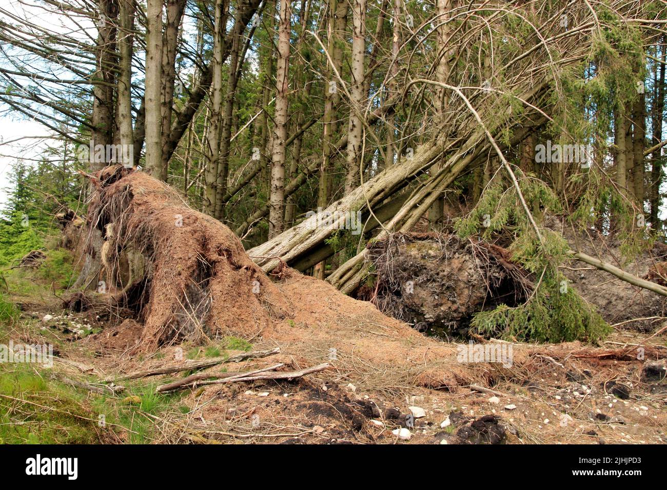Storm damaged trees, Uprooted trees from Storm Arwen, along Crooked ...