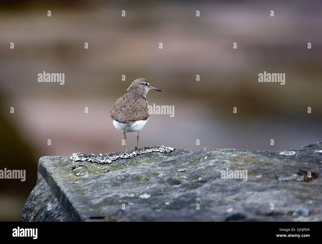 Common sandpiper picture hi-res stock photography and images - Alamy