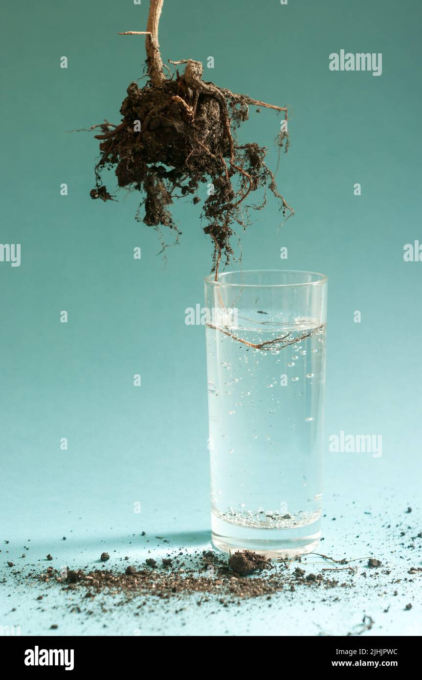 Dying plant hi-res stock photography and images - Alamy