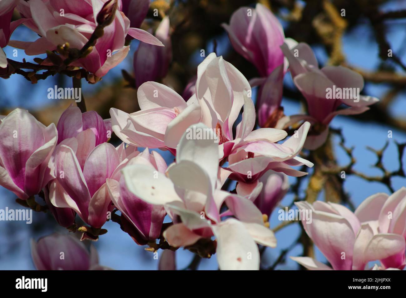 Arbuste naturel hi-res stock photography and images - Alamy