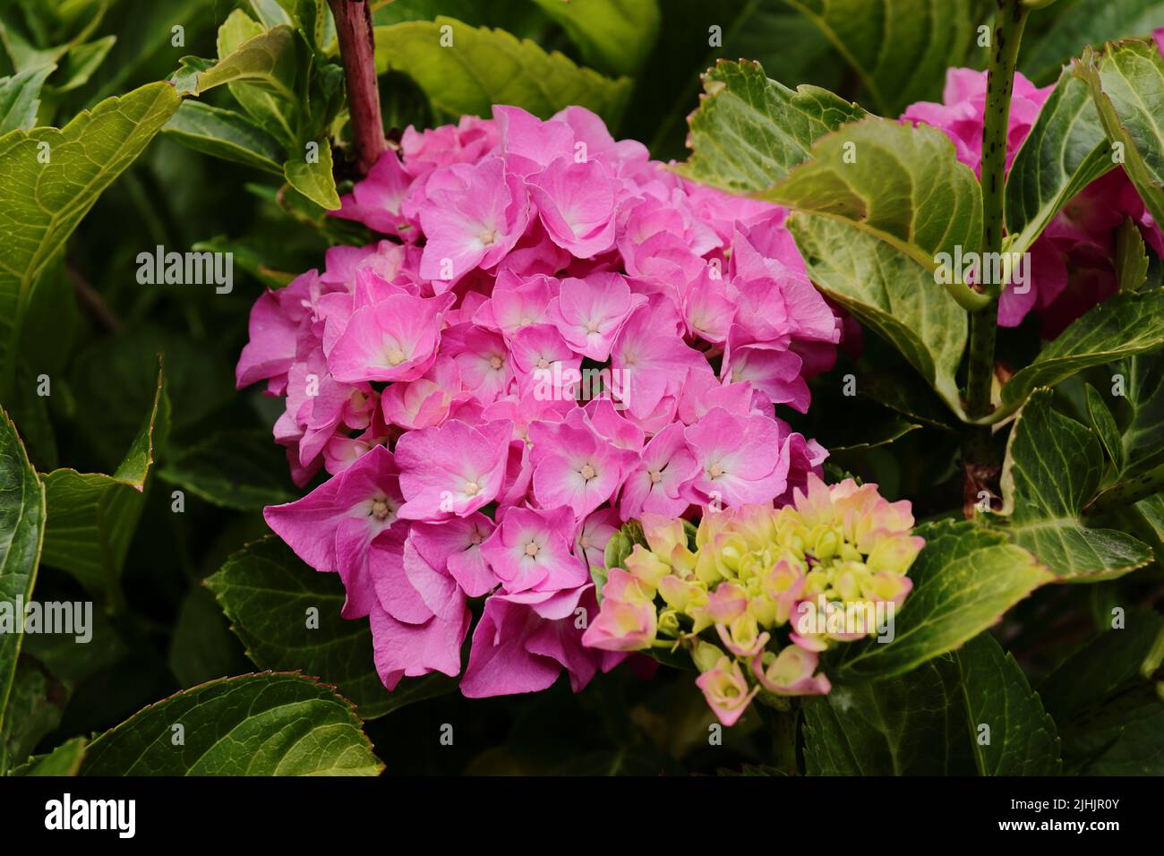 Hortensias - Hydrangeas Stock Photo - Alamy