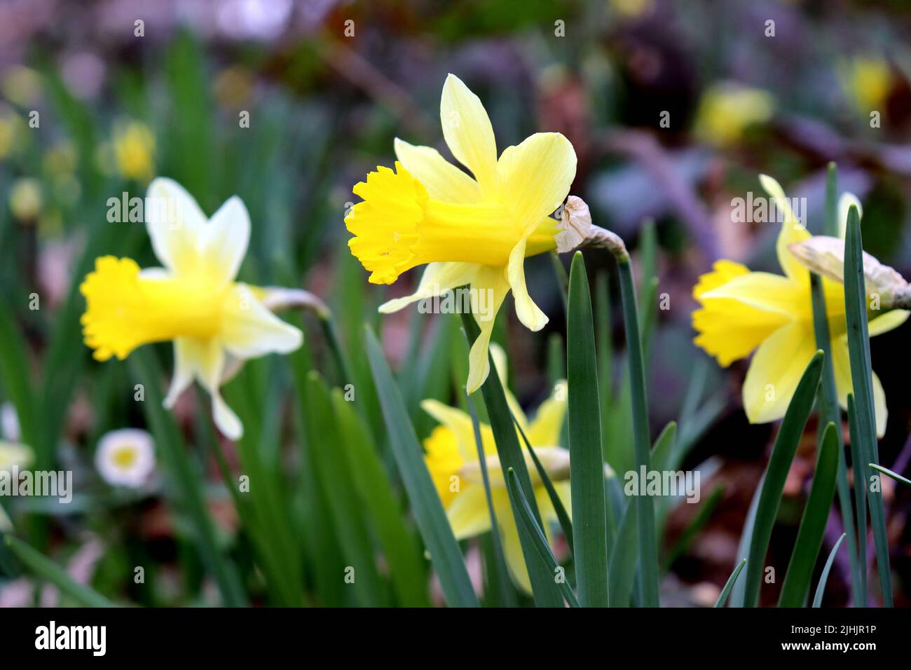 Jonquilles - narcisses - Narcissus - daffodils Stock Photo - Alamy