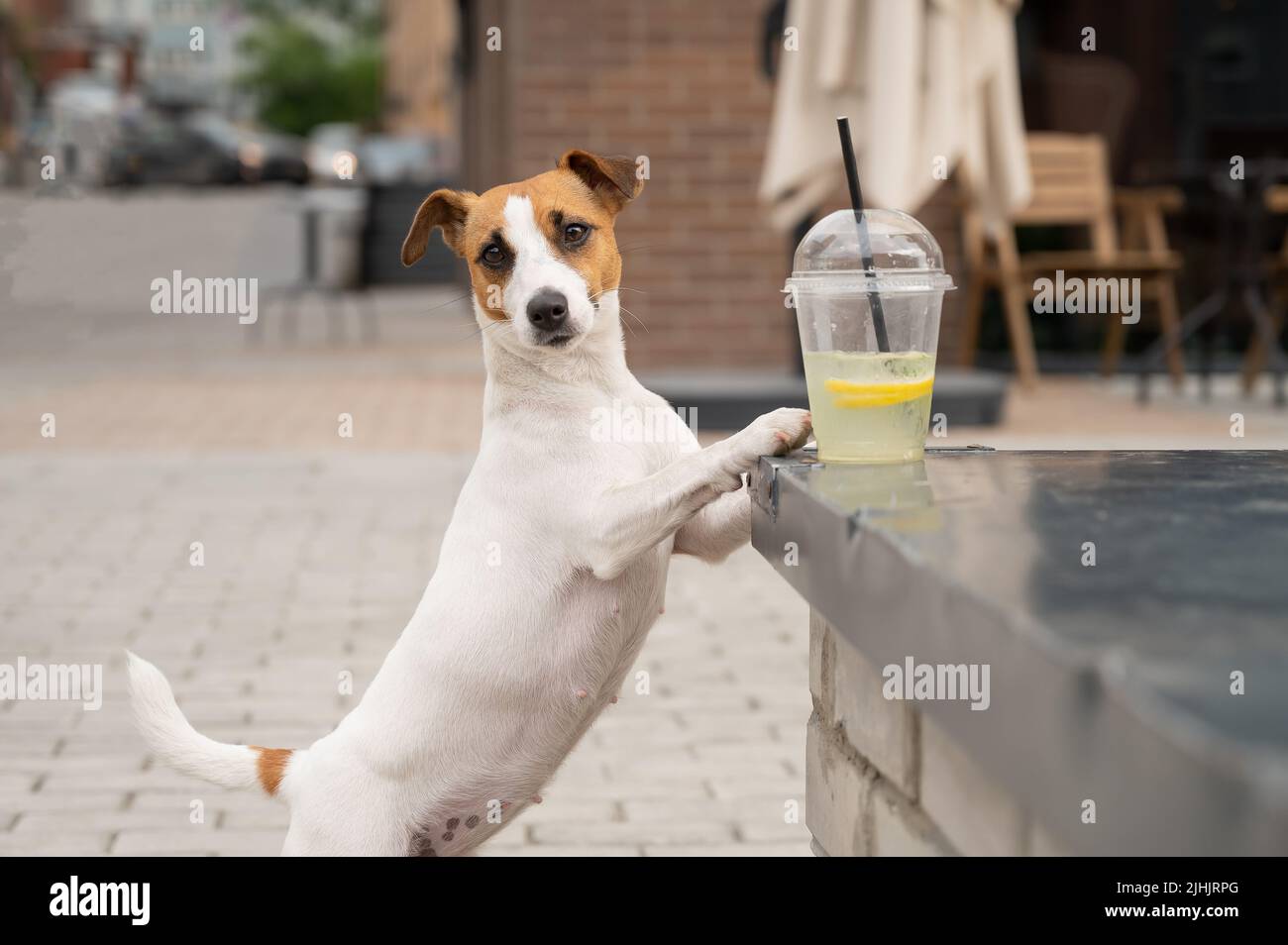 Jack russell terrier dog with a plastic glass of lemonade Stock Photo ...