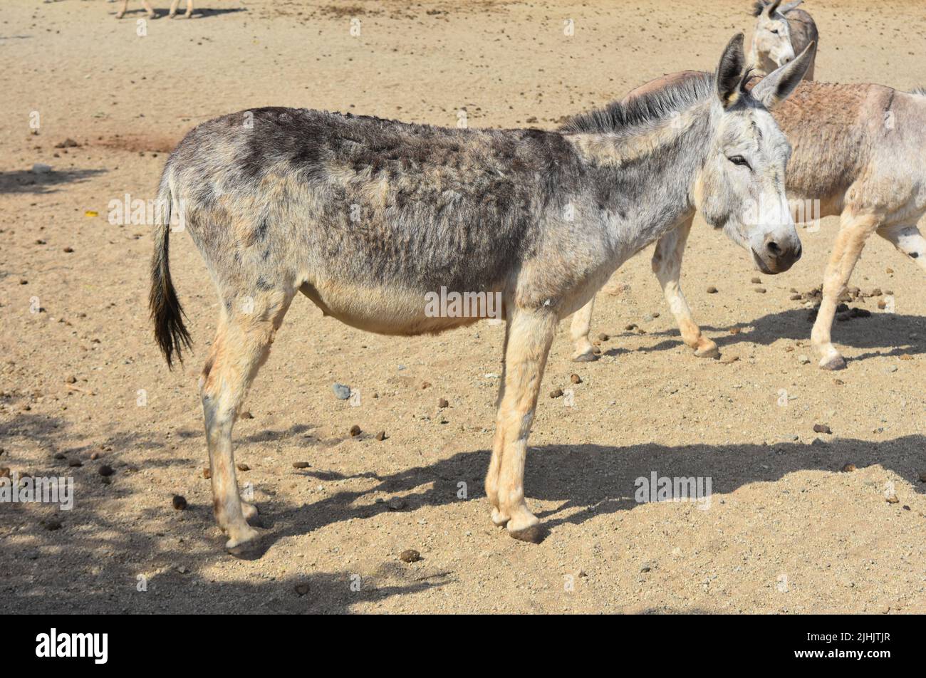 A wild donkey in a sancturay in the arid desert of Aruba Stock Photo ...