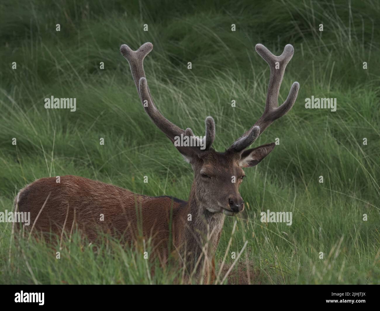 The red deer stags were intent on feeding, preparing for the upcoming ...