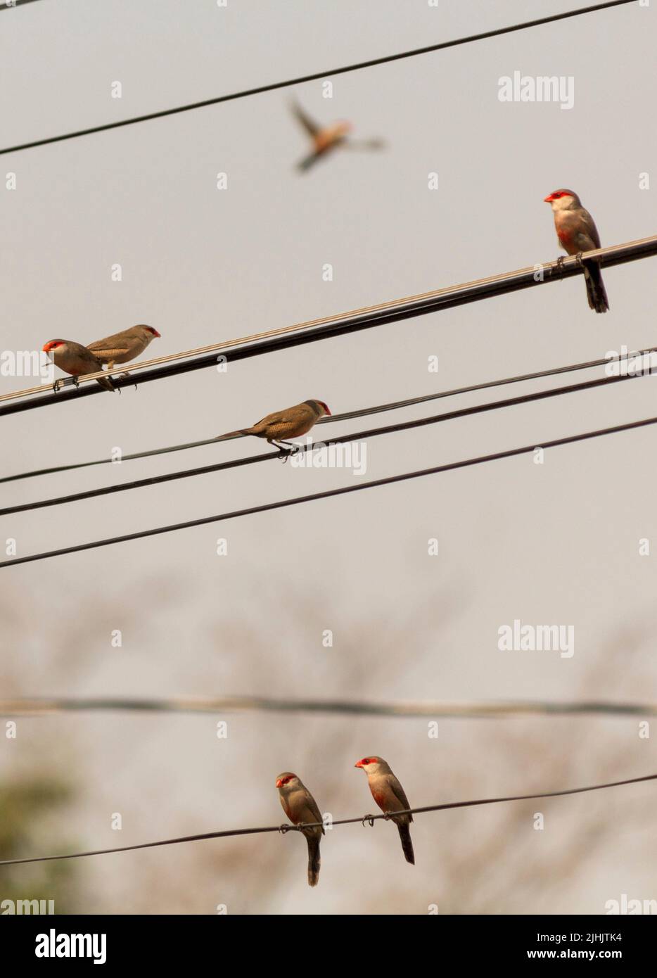 Birds pic hi-res stock photography and images - Alamy