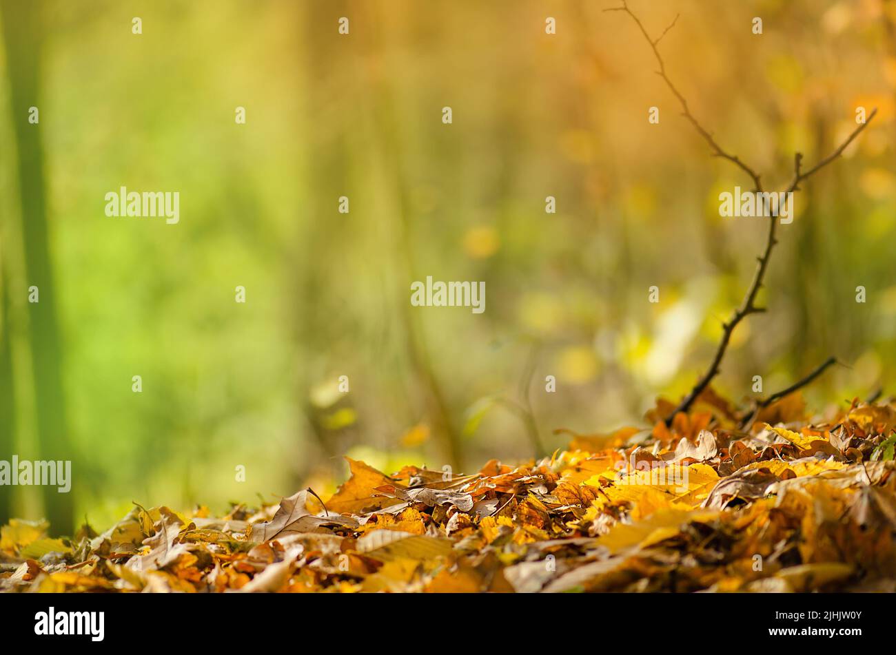 Autumn leaves falling to the ground. Autumn tree leaves falling on ...