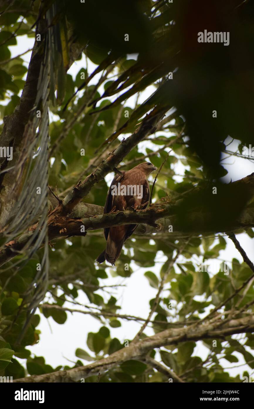 Krishna parunthu hi-res stock photography and images - Alamy