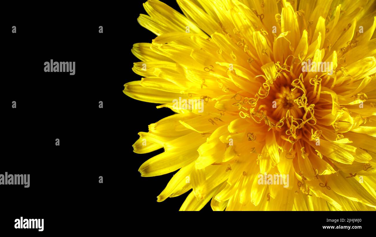 Multiple petals hi-res stock photography and images - Alamy