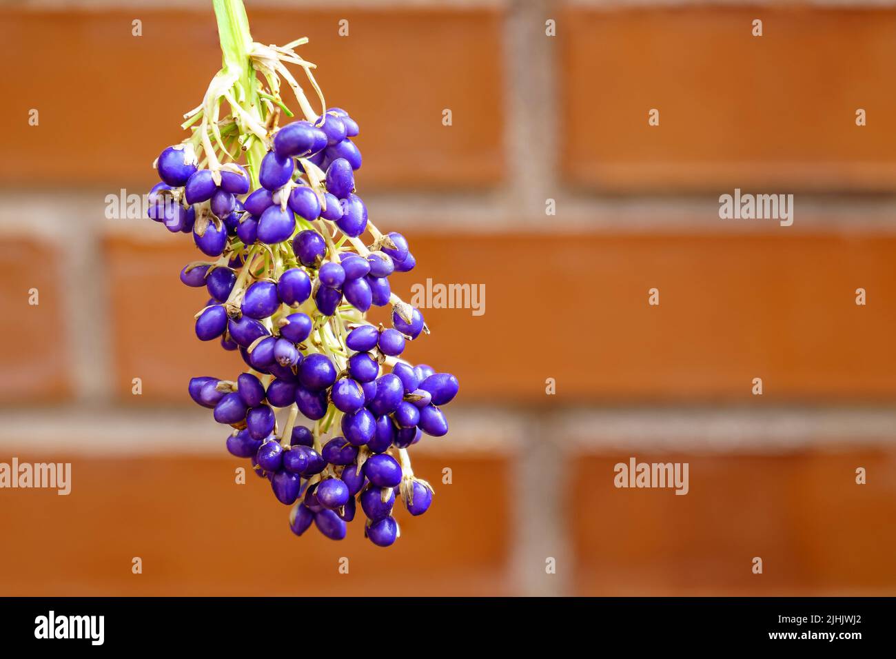 bunch of blue seeds of wild plant on brick wall background Stock Photo ...