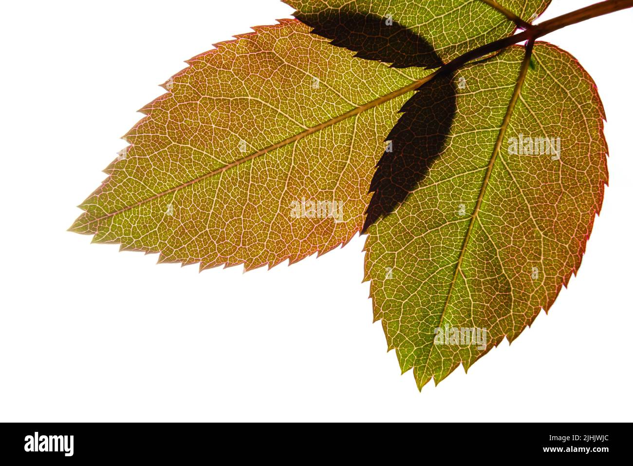 rose leaf backlit on isolated white background. Texture Stock Photo - Alamy
