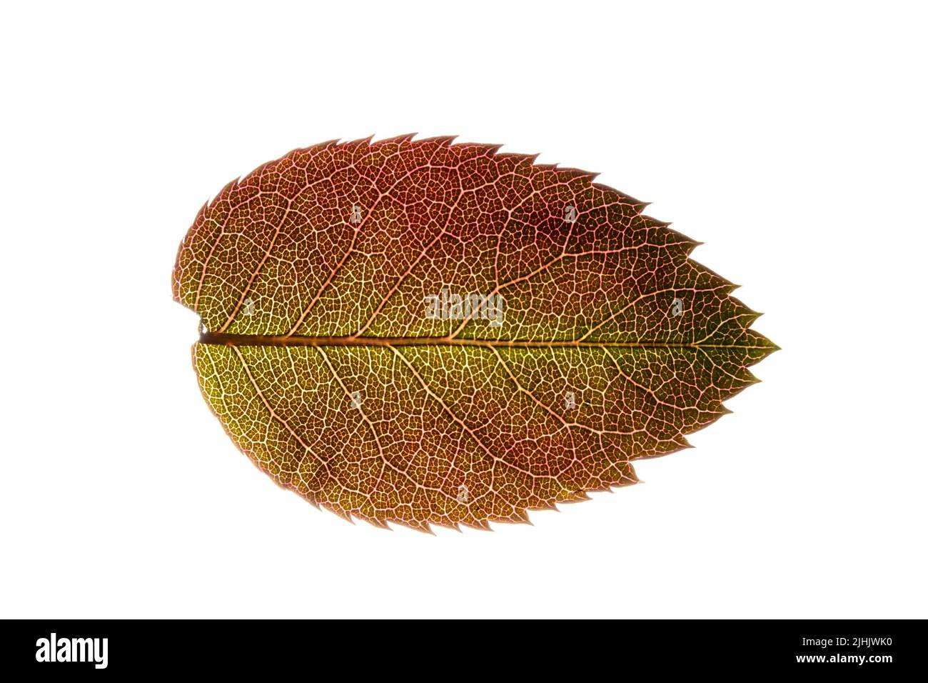 rose leaf backlit on isolated white background Stock Photo - Alamy