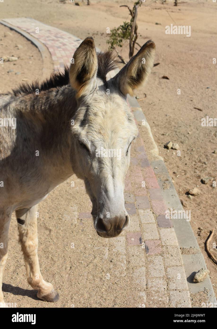 Wild furry burro in a sanctuary in the Aruba desert Stock Photo - Alamy