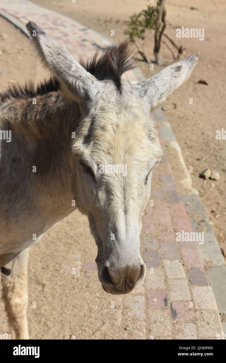 Sweet faced light grey donkey with his ears pulled back in Aruba Stock ...