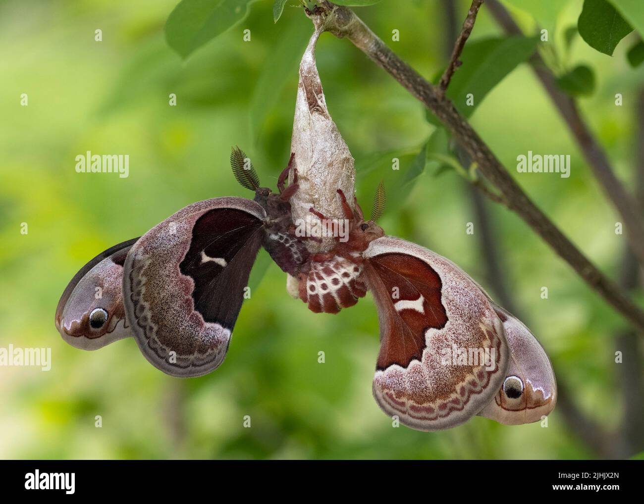 Cecropia Moths (Hyalophora cecropia) mating after the female emerges ...