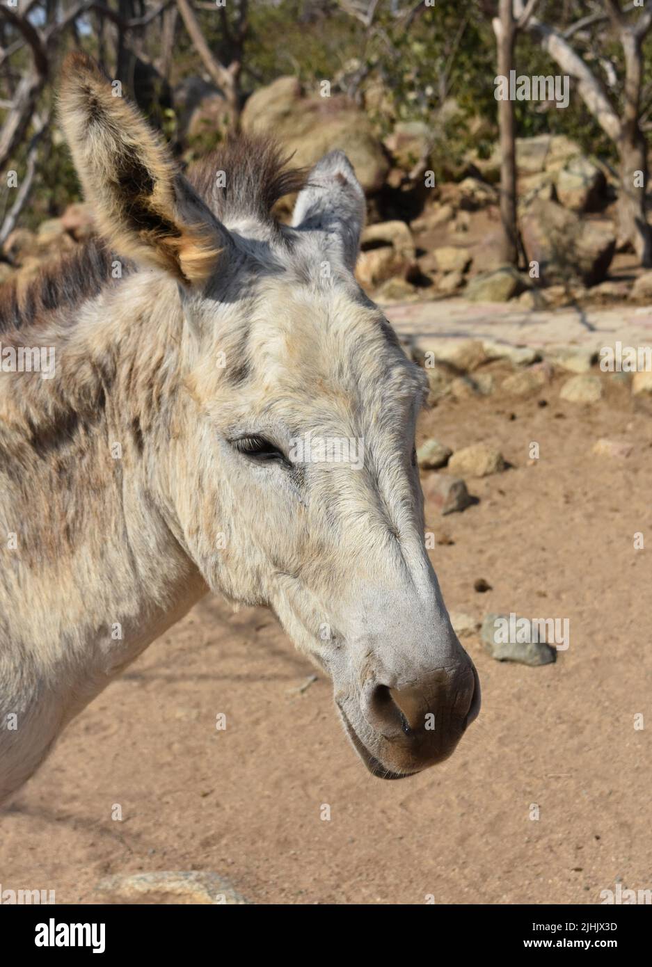 Adorable wild South American Provence donkey in nature with flicking ...