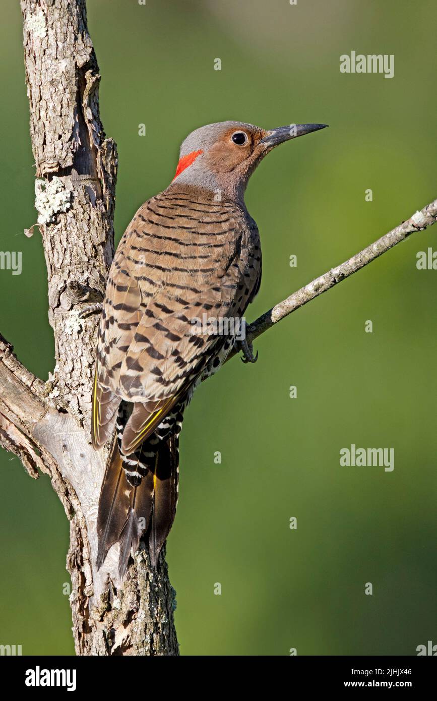 Female Northern Flicker (Colaptes auratus) perched on a dead tree trunk ...