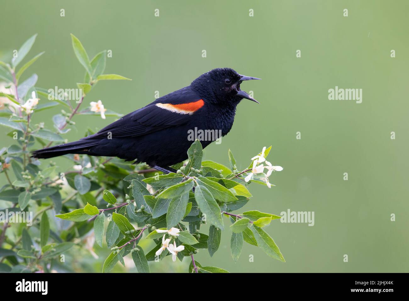 Male Red-winged Blackbird (Agelaius phoeniceus) singing to establish ...