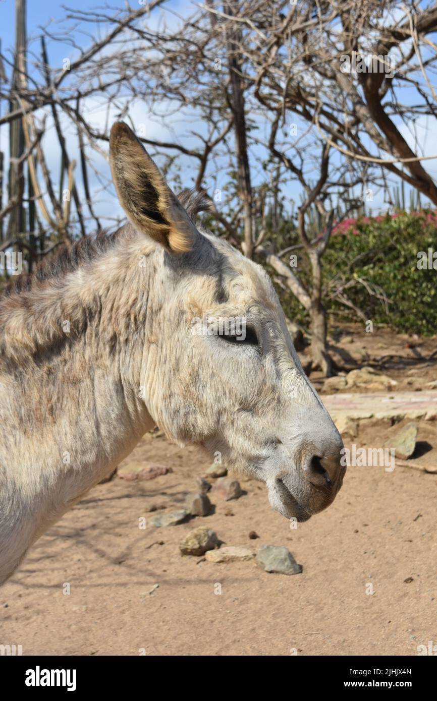 Rock With Barney Donkey
