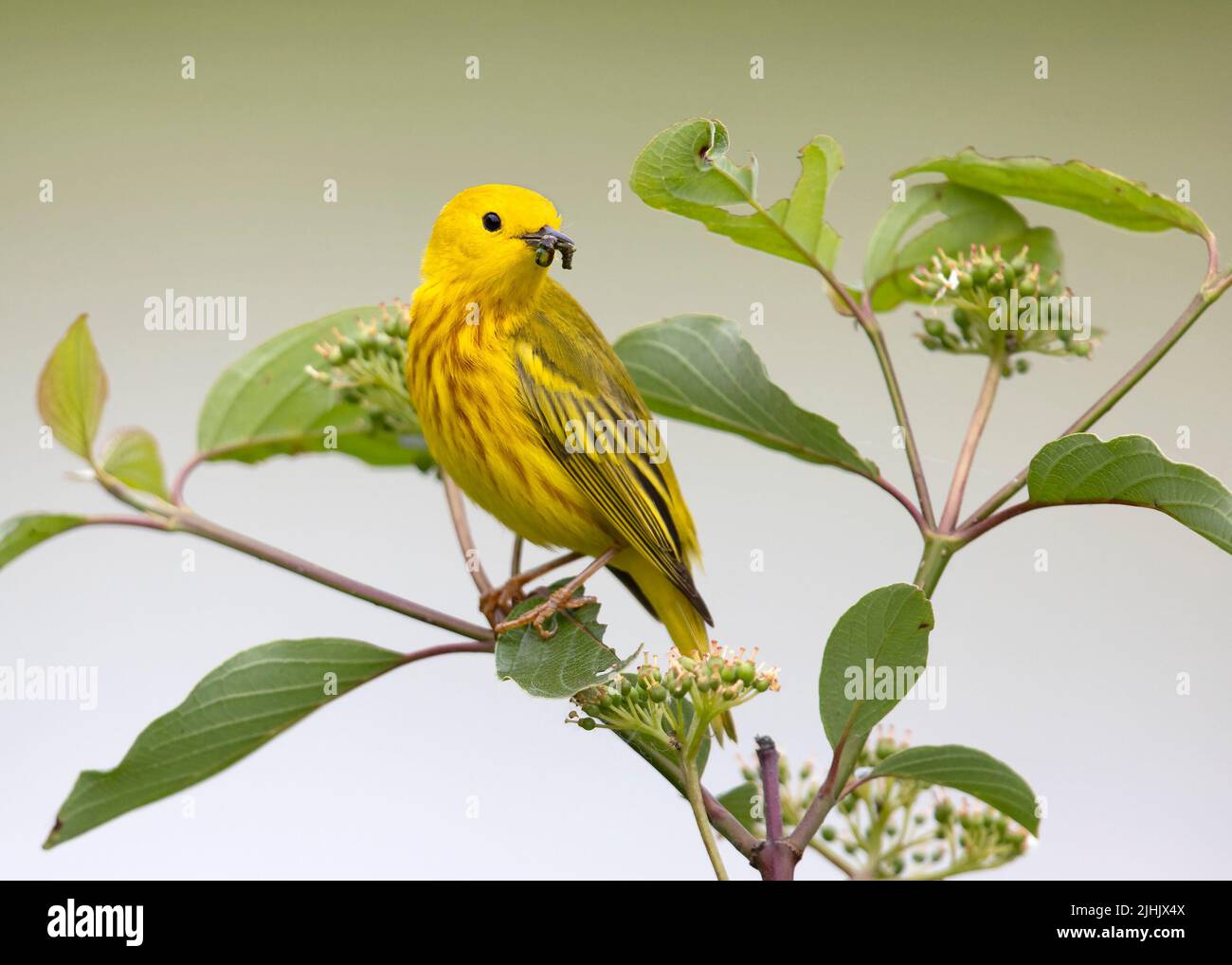 Male Yellow Warbler (Setophaga petechia) perched in a shrub - Huron ...