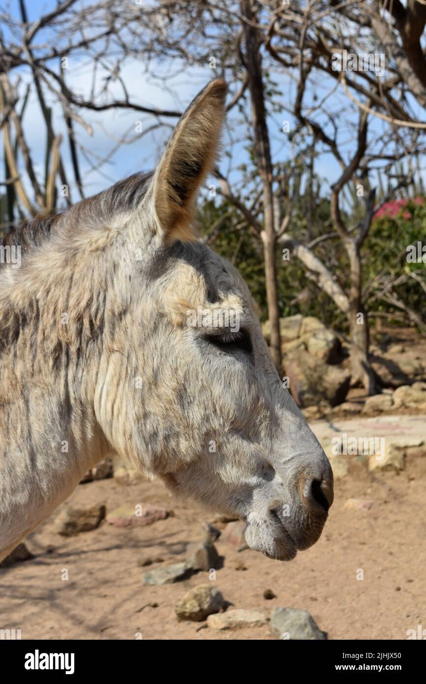 Side profile of a scruffy white Provence donkey in Aruba Stock Photo ...