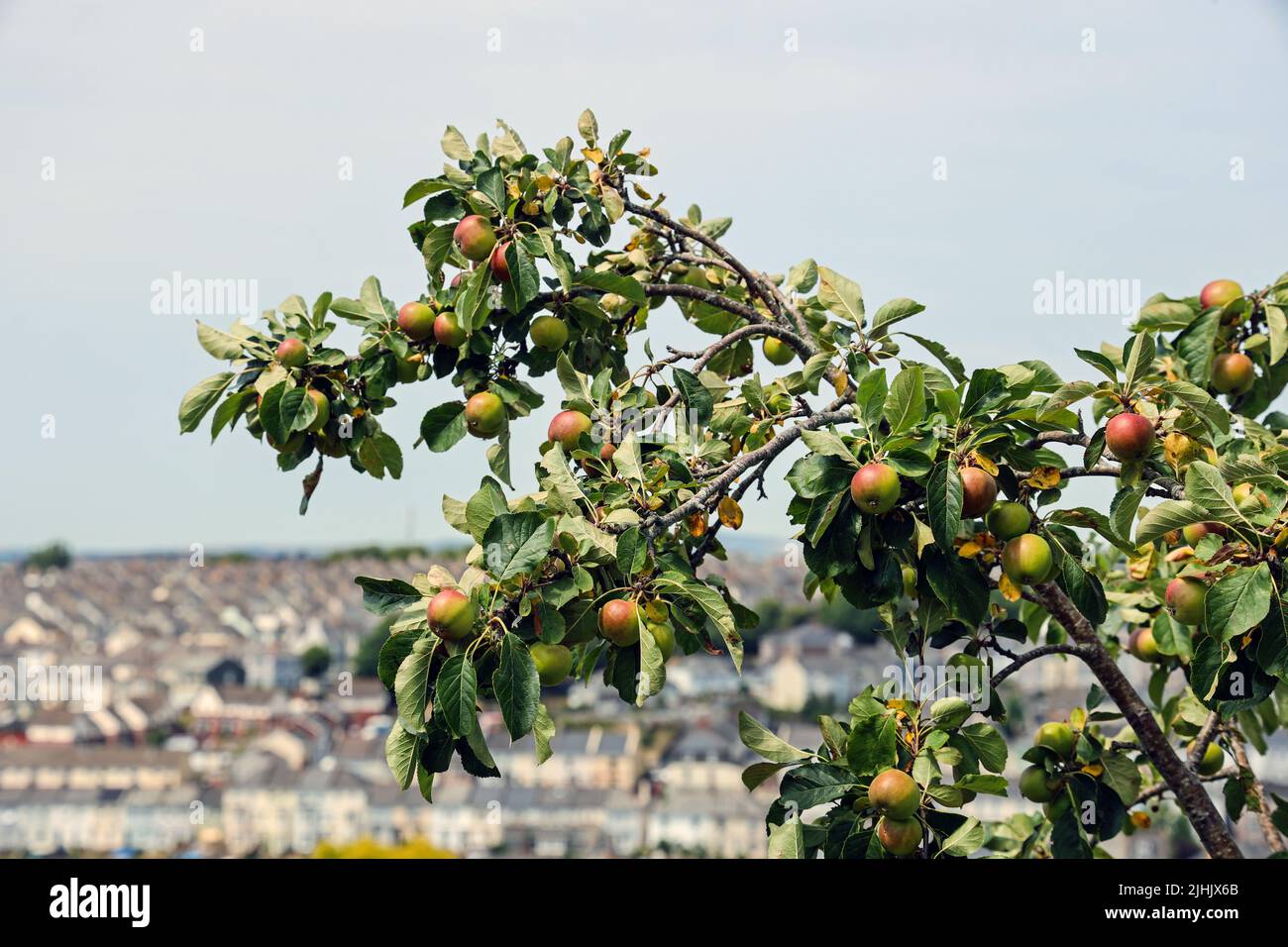 A community apple tree growing on the nothern slopes of Mount Pleasant ...
