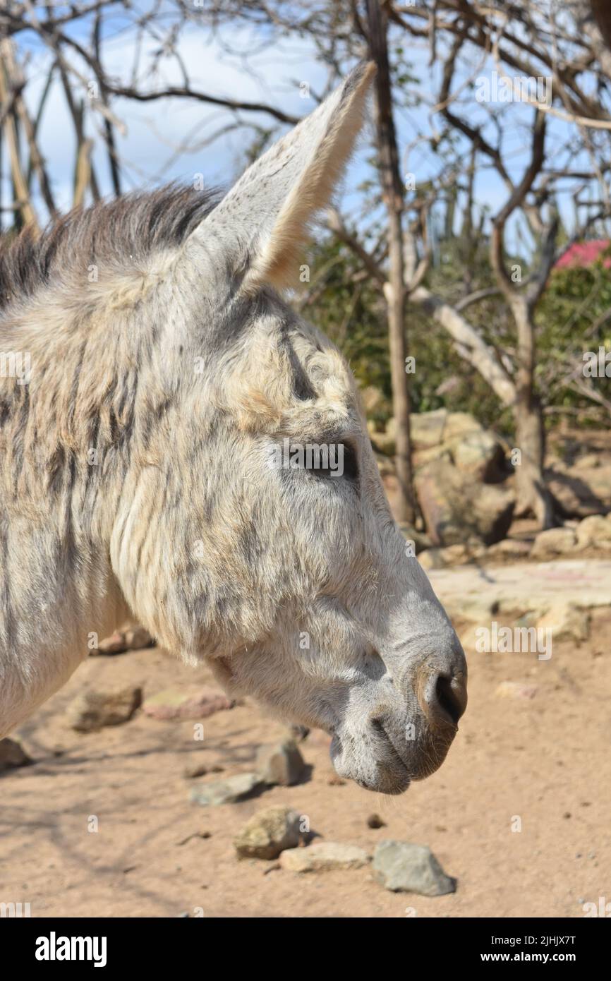 Gray side profile of a mule with big furry ears in Aruba Stock Photo ...