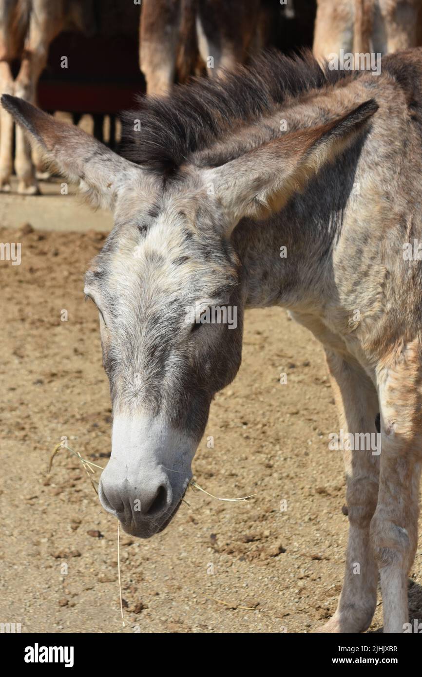 Sweet wild burro with very long ears munching on hay in Aruba Stock ...