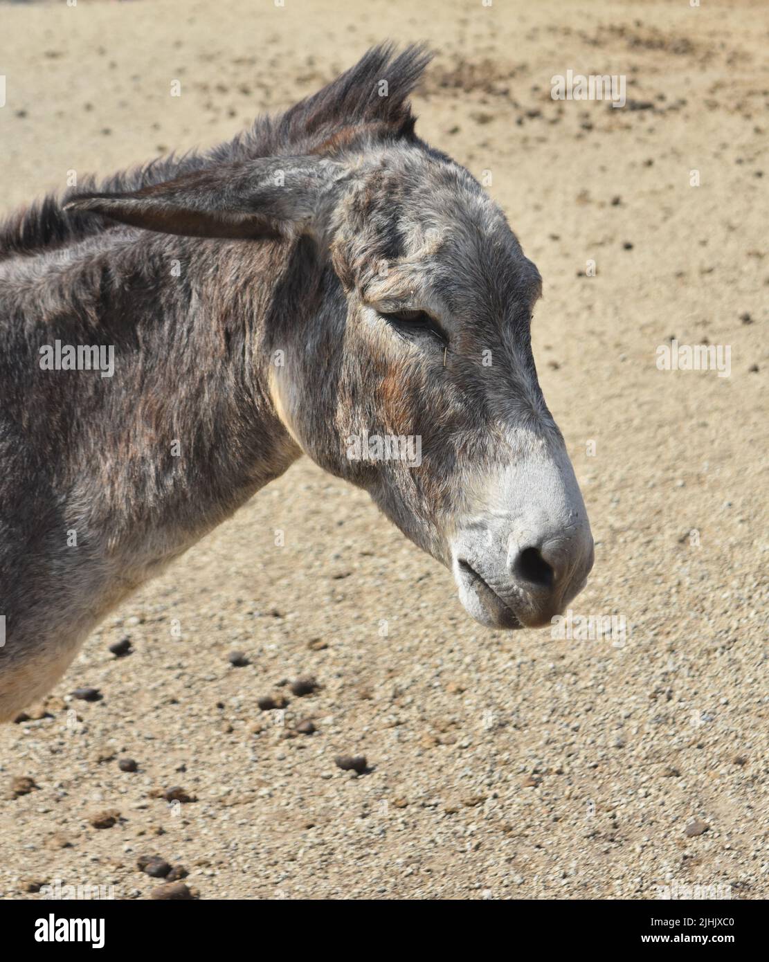 Side profile of an angry dark gray donkey with his ears pinned back ...