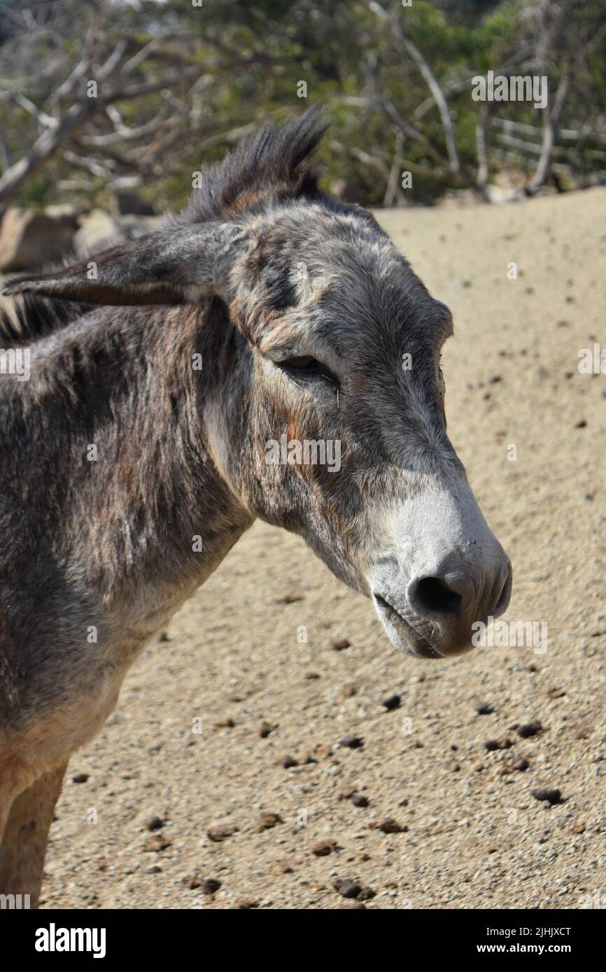 Donkey sanctuary aruba hi-res stock photography and images - Alamy
