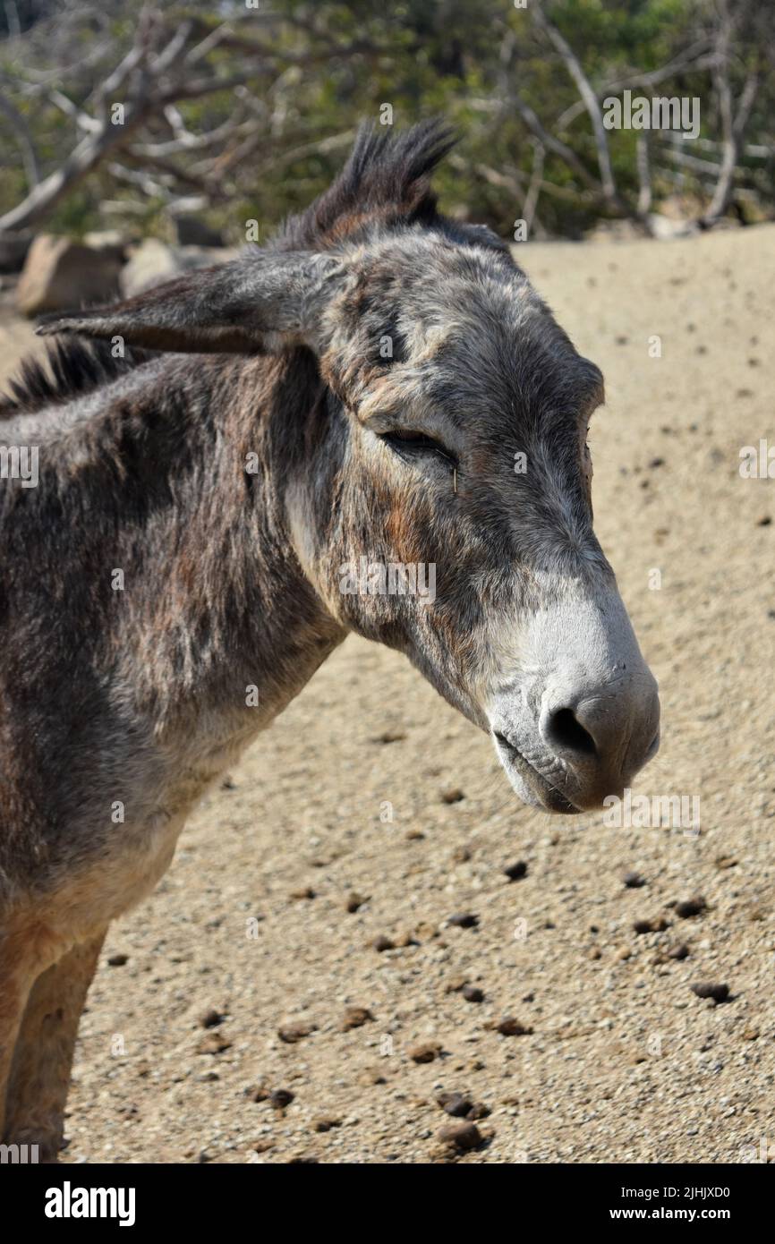 Scruffy wild donkey with his ears pinned back and his mane standing up ...